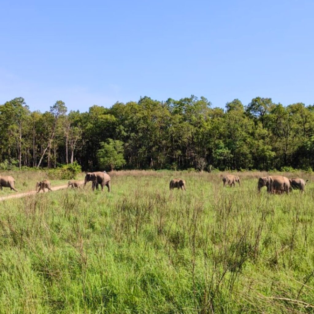 Parc national de Jim Corbett : Safari et Faune en Inde